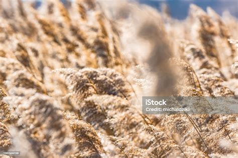 완벽한 빛 추상적 인 디자인 패턴 자연의 아름다움 배경에 강별 아름다운 물 식물 0명에 대한 스톡 사진 및 기타 이미지 0명