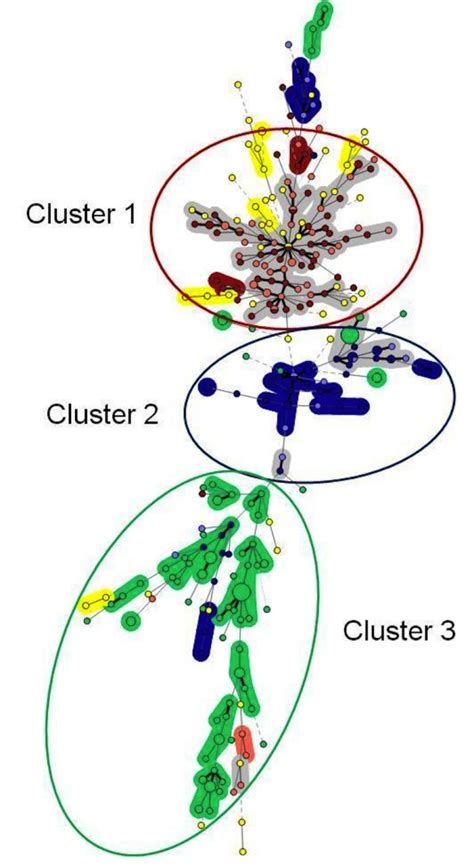 Minimum Spanning Tree Of 330 A Fumigatus Isolates Based On Categorical