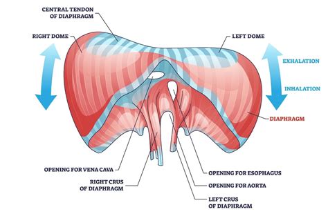 Definicao De Diafragma