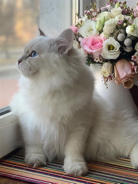Gerda Tzar Koshka Of Neva Angels • Neva Angels Cattery