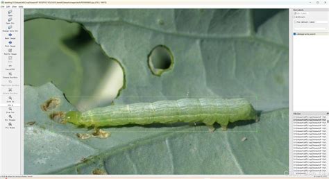 ＜数据集＞作物虫害识别数据集＜目标检测＞粮食害虫数据集 Csdn博客