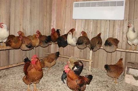 Каква е критичната зимна температура за кокошките Български Фермер