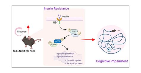 Selenom Knockout Induces Synaptic Deficits And Cognitive Dysfunction By