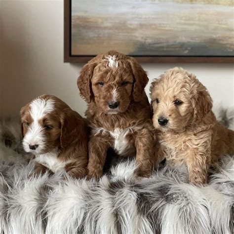 Golden Doodles Puppies For Adoption Akc Golden Doodles Puppies For