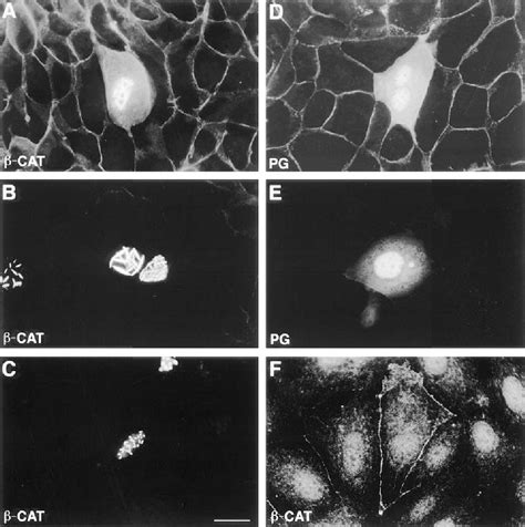 Figure 2 From Differential Nuclear Translocation And Transactivation Potential Of Cid 98