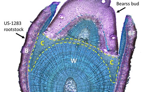 Graft Compatibility Of New Scion−rootstock Combinations Citrus