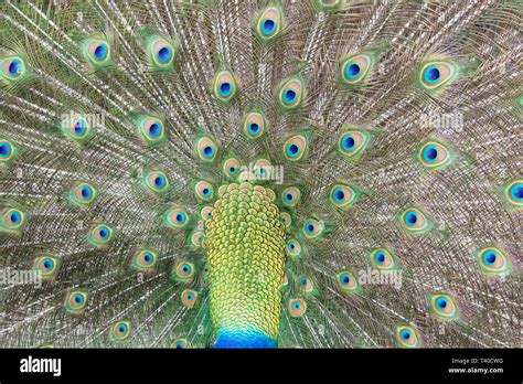 Male Peacock Tail Feathers As Bird Is Leaning Down Out Of The Frame