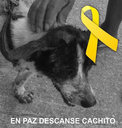 Muere “cachito” El Perro Al Que Una Mujer Le Lanzó Agua Hirviendo En Veracruz Porque “le