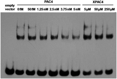 The Dot6 Protein Is A Sequence Specific Pac Element Binding Factor Gel