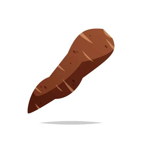 Free Cassava Cassava Vector Images And Graphics Freeimages