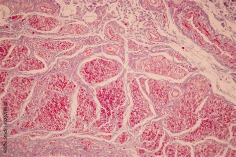 Showing Light Micrograph Of The Tongue Human Tooth Human Parotid