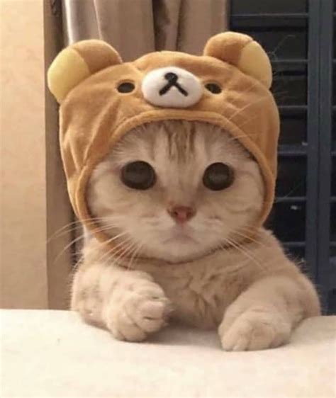 Cute Cat Memes Imgflip