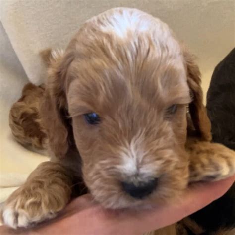 Cockapoo Sale Prescott Shropshire 1 Girl Left F1 Toy Cockapoo Puppies Kc Show Cocker