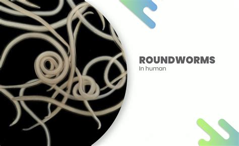 Roundworms In Humans Causes Symptoms Treatment And Prevention