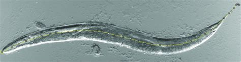 Example Of Body Length Measurement Using The Imagej Software The Black