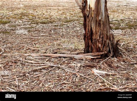A Photo Of Eucalyptus Tree Trunk In Landscape With Eucalyptus Leaves