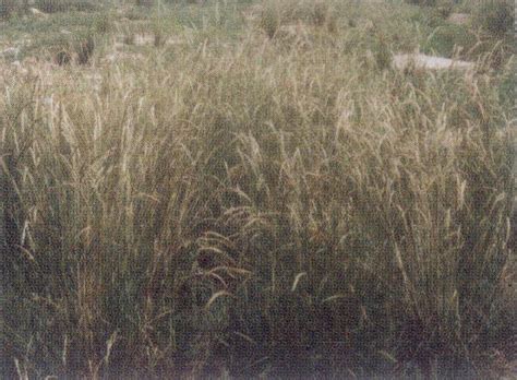 图873 醉马草群体 中国西部农田杂草与防除 图873 醉马草群体 中国西部农田杂草与防除