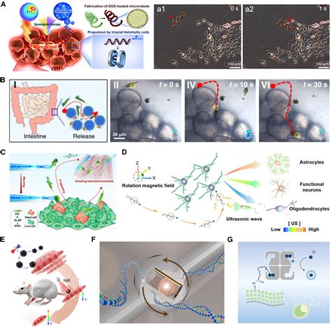 Engineering Microalgae Based Biohybrid Robots For Biomedical Applications Cell Biomaterials