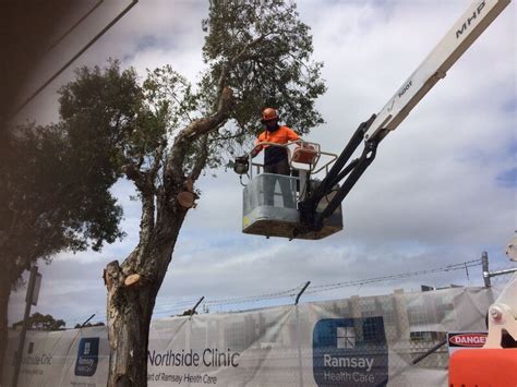 Tree Removal Sydney Affordable Trees Removals Services