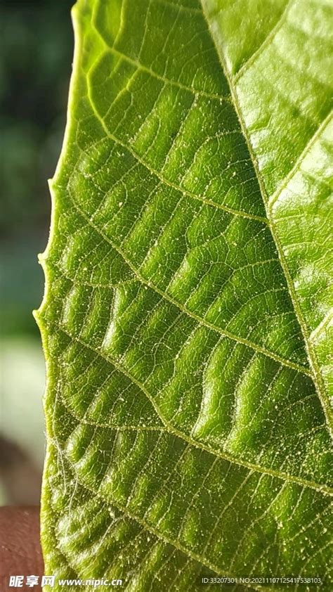 叶子摄影图 树木树叶 生物世界 摄影图库 昵图网