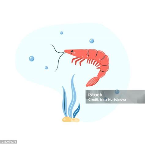 새우는 수중 바다에서 헤엄칩니다 흰색 배경에 새우가 있는 포스터입니다 어린이 스타일의 캐릭터 벡터 일러스트 레이 션 귀여운에 대한 스톡 벡터 아트 및 기타 이미지 Istock