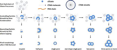 Schematization Of The Synthetic Procedure For The Formation Of Download Scientific Diagram