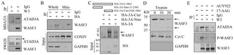 Mitochondrial Atad3a Combines With Grp78 To Regulate The Wasf3 Metastasis Promoting Protein Pmc
