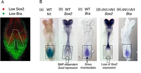 Figure 8 From The Origin And Regulation Of Neuromesodermal Progenitors Nmps In Embryos