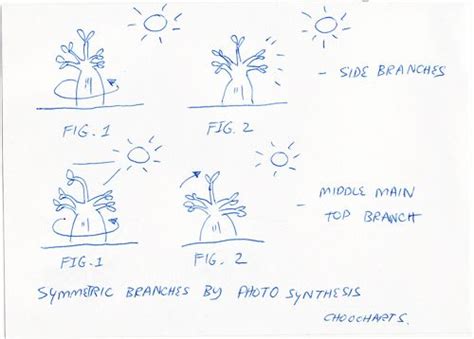 Symmetric Branches Diagram Symmetric Branches Diagram