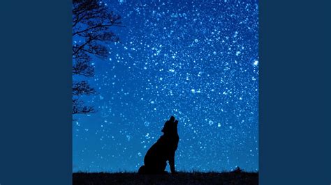 숲에서 밤에 울부 짖는 늑대 Youtube