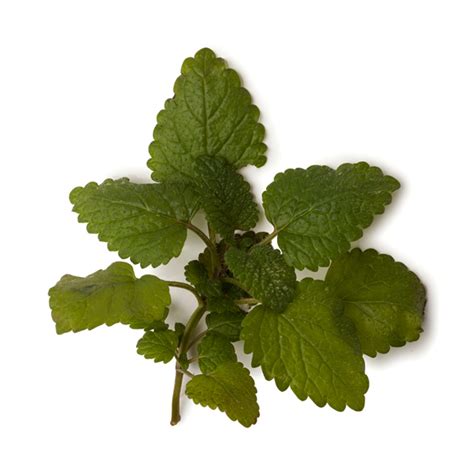 Lush 공식 온라인 스토어