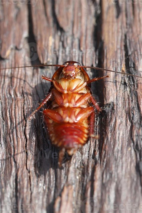 Cockroaches Like To Live In The House Especially In The Kitc 67864787