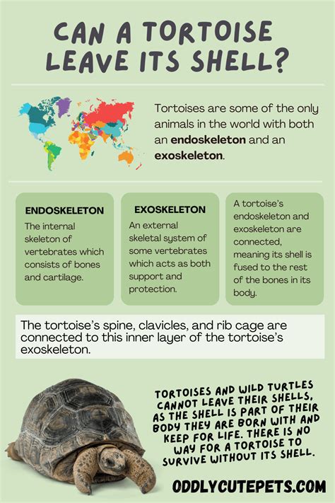 Can A Tortoise Leave Its Shell Can A Tortoise Leave Its Shell