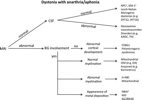 Simplified Diagnostic Algorithm For Patients With Dystonia And