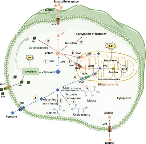 The Fate Of Pyruvate And Lactate In The Cells Cells Uptake Glucose Download Scientific Diagram