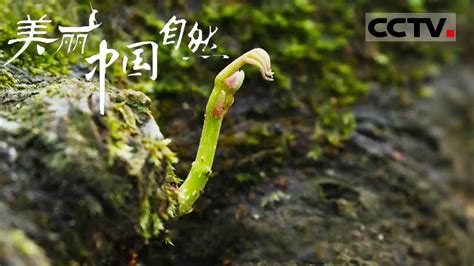 ENG在武夷山中 有个古老的物种 它们逃过了第四纪冰川的侵蚀 藏匿在这片高山密林中美丽中国自然武夷山系列CCTV纪录 YouTube