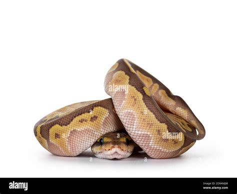 Ball Python Curled Up