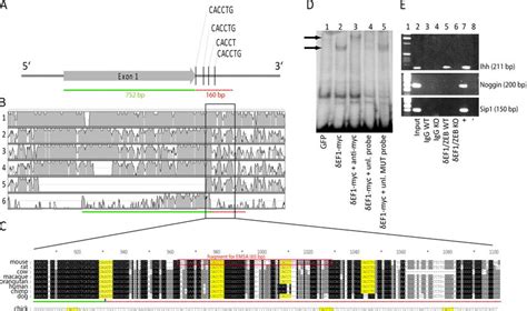 δ Ef1 Binds To The Ihh Intron 1 Regulatory Region In Vitro And In Vivo