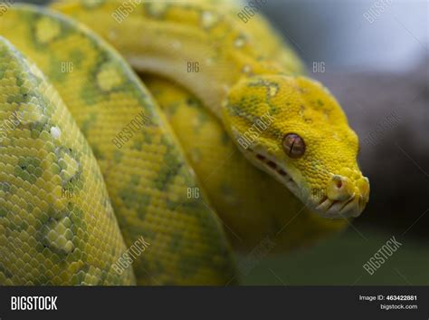Green Tree Python Image And Photo Free Trial Bigstock