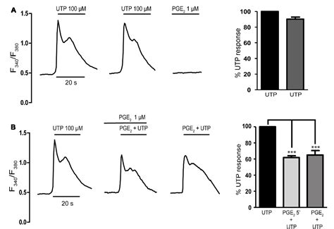 Figure 1 From Prostaglandin E2 Impairs P2y2p2y4 Receptor Signaling In