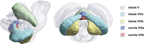Sualization Of The Included Sensorimotor Related Cerebellar Subregions Download Scientific
