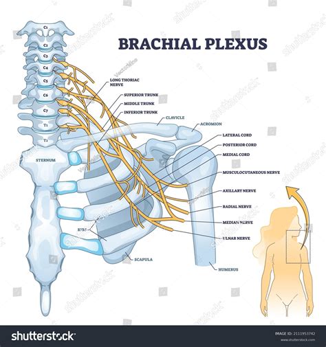 Brachial Plexus Network Nerves Shoulder Structure Stock Vector Royalty Free 2111953742