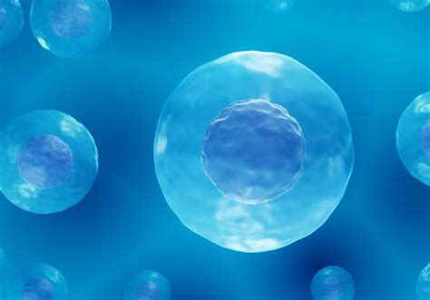 Making Cell Replacement Therapies Effective And Scalable Drug Discovery News