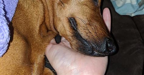 The Most Precious Of Cuddle Weeners Album On Imgur