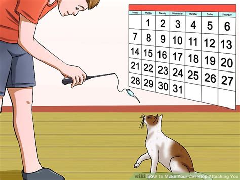 How To Make Your Cat Stop Attacking You 10 Steps