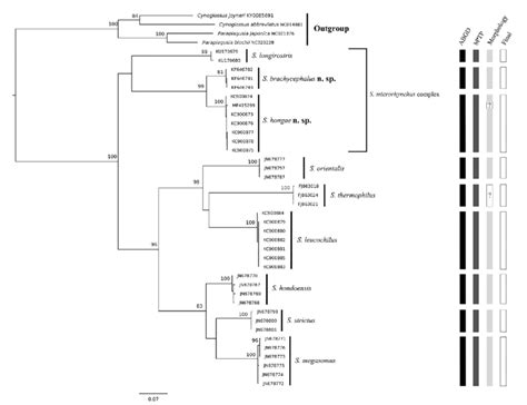 summarized maximum likelihood ml tree of selected species of the