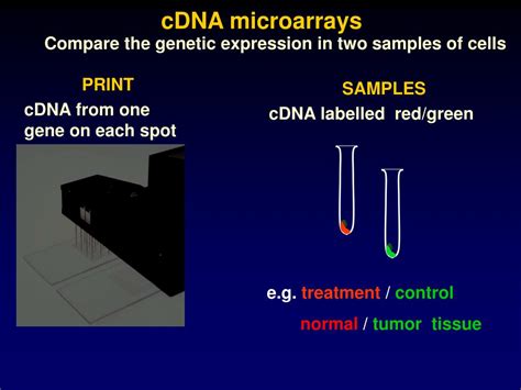 Ppt Gene Expression Powerpoint Presentation Free Download Id3360572