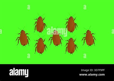 Cartoon Insects Multiple Cockroaches Green Background Stock Video Footage Alamy