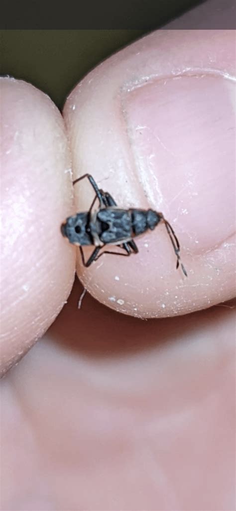 Can Anyone Identify This Bug Rperth