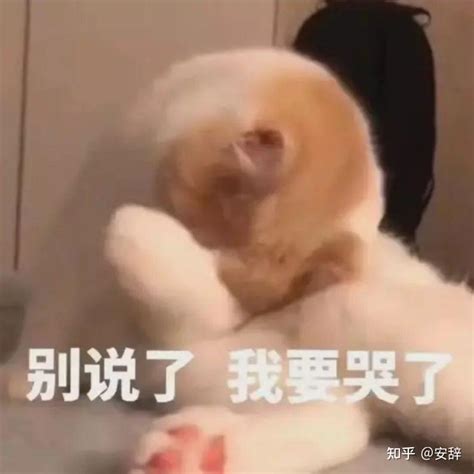 可可爱爱的表情包 知乎